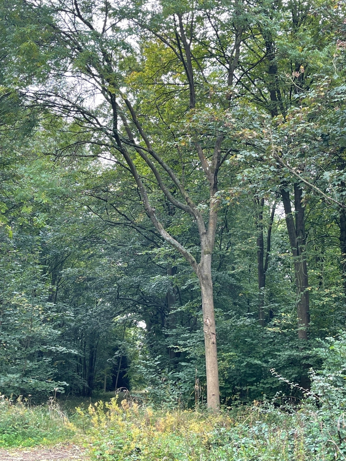 New Course! Woodland Management for Conservation - VMT